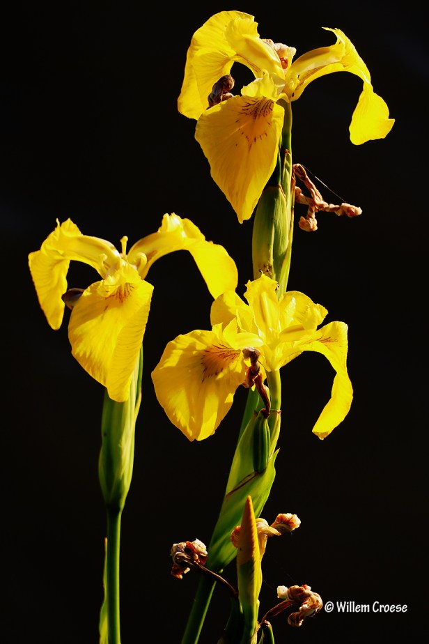 Favoriete bloem ´Gele Lis´ – Polderplaatjes – Willems Webstek