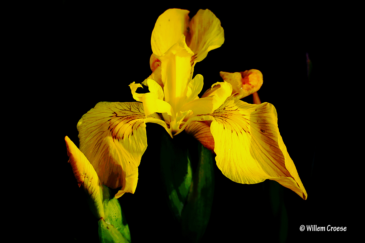 Favoriete bloem ´Gele Lis´ – Polderplaatjes – Willems Webstek